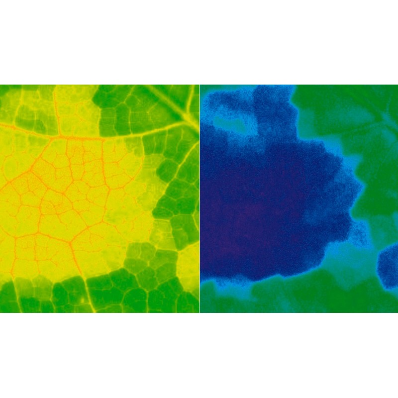 Buy Chlorophyll Fluorescence System, model IMAGING-PAM M-Series