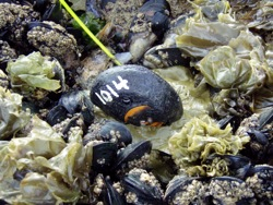 Registrador de datos Económico para Temperatura Sumergible